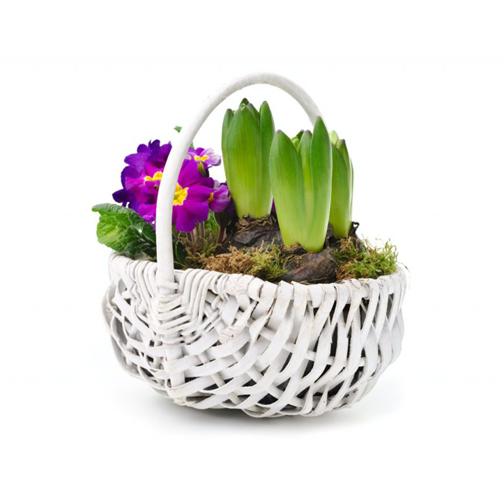 Indoor Hanging Air Plants | AIRTINGS