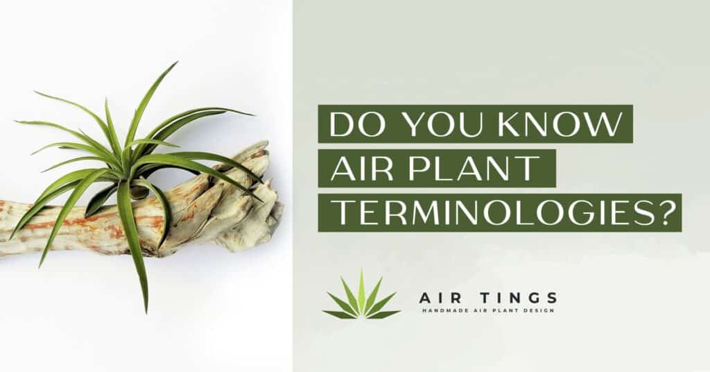 Do you know Air Plant Terminologies? - Airtings