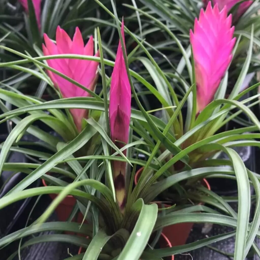 Our Species - Unique Air Plants